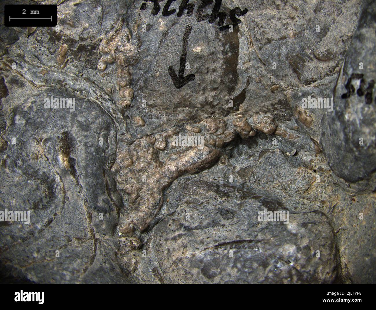 1874 animalia hi-res stock photography and images - Alamy