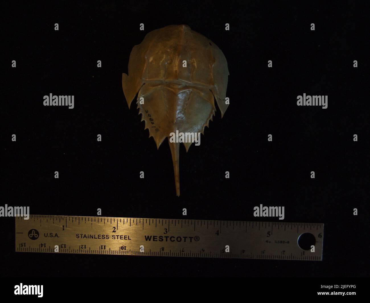 1758 animalia hi-res stock photography and images - Alamy