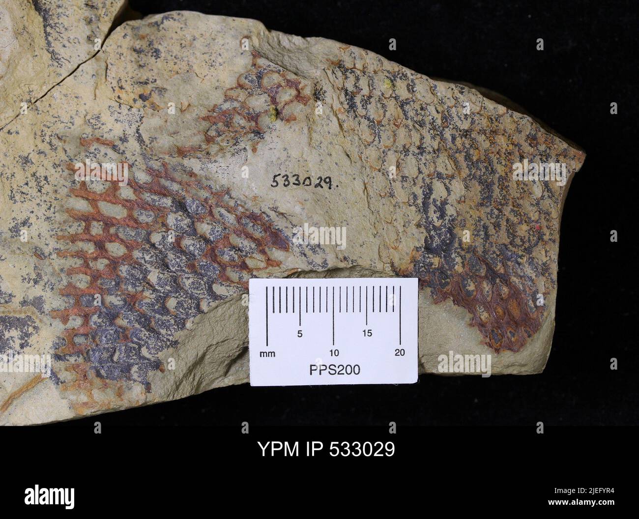 Dendroidea hi-res stock photography and images - Alamy