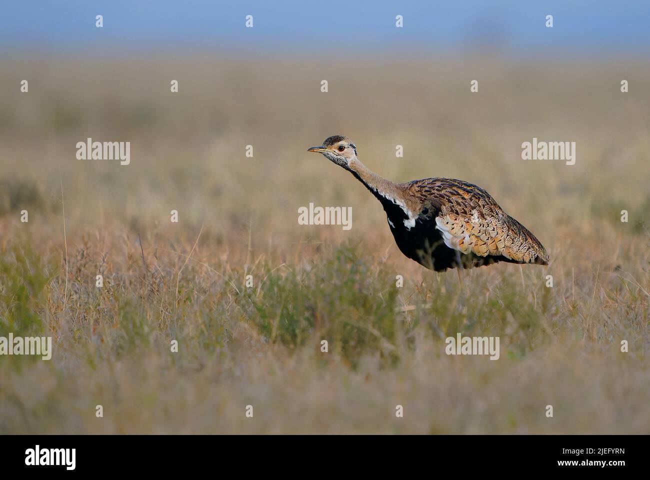 Black-bellied Bustard (Lissotis melanogaster) also Black-bellied ...