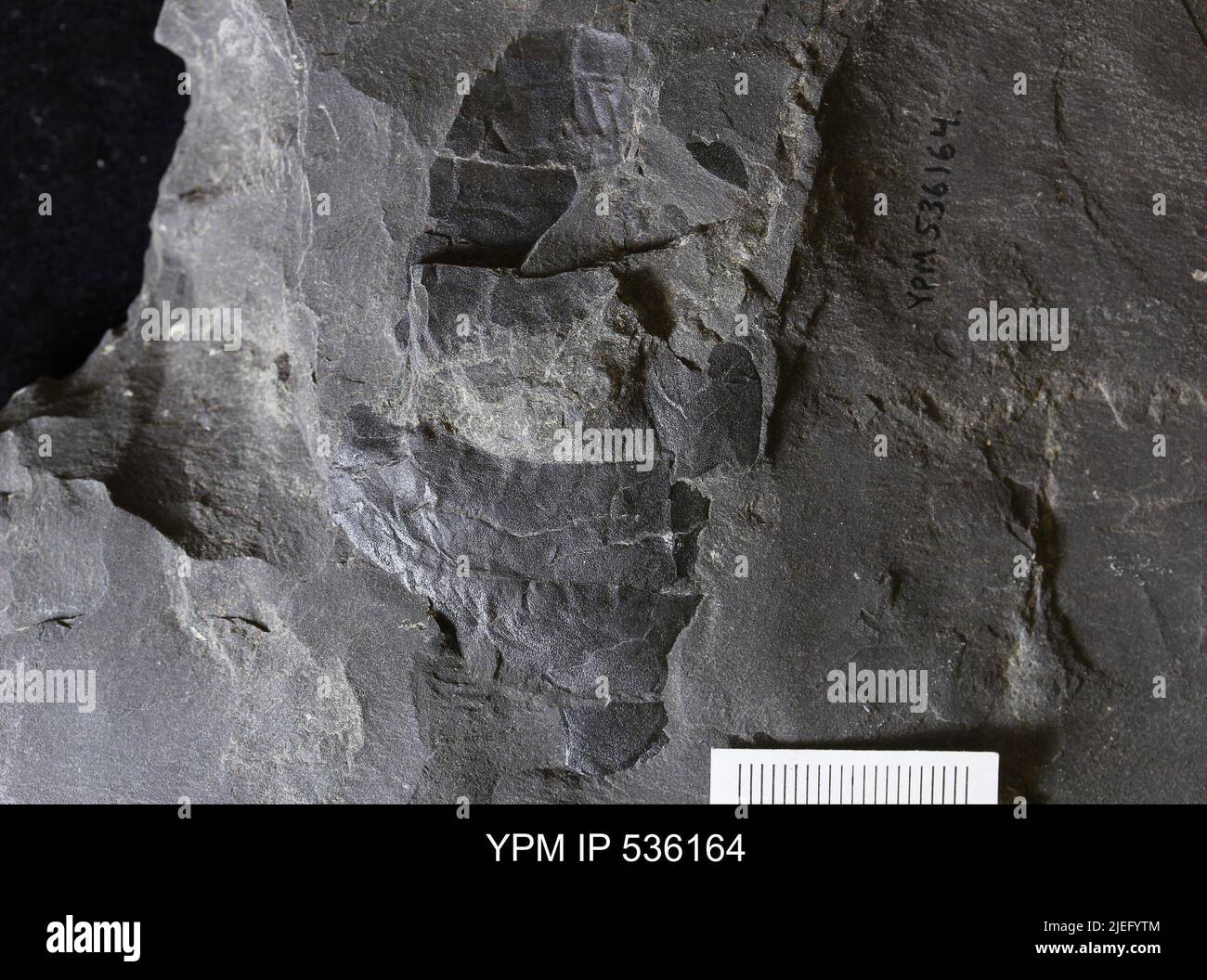 Hughmilleria socialis Sarle Stock Photo - Alamy