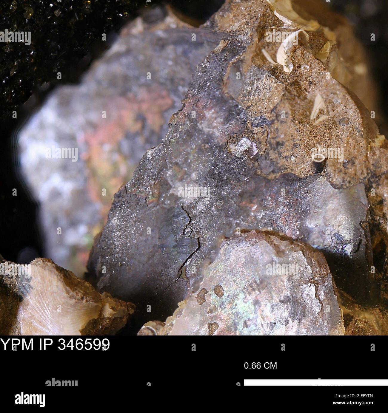 Sphenodiscus sp hi-res stock photography and images - Alamy