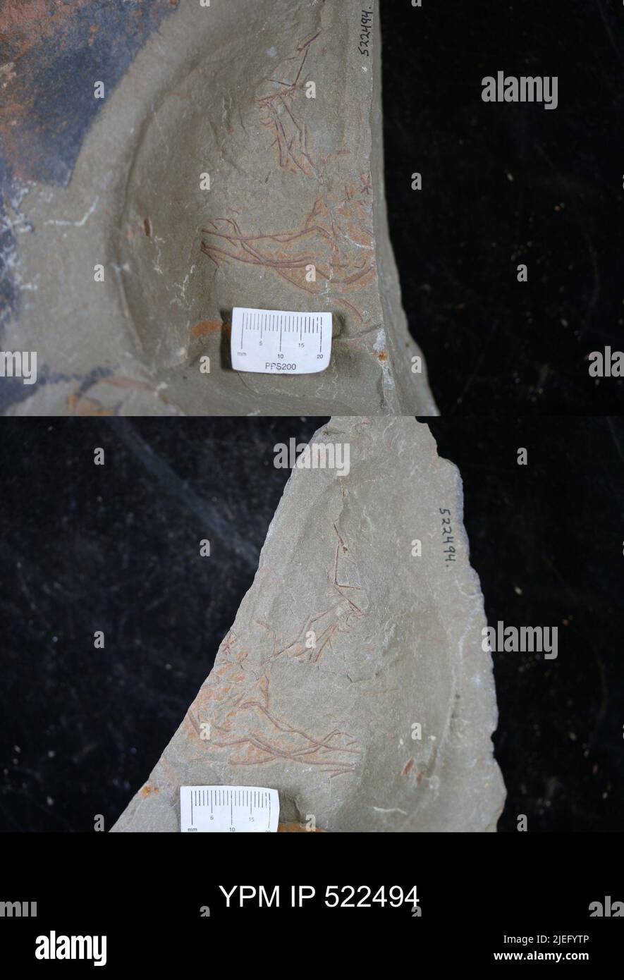 Graptolithina graptolites hi-res stock photography and images - Alamy