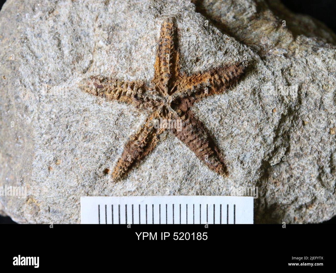 Stelleroidea hi-res stock photography and images - Alamy