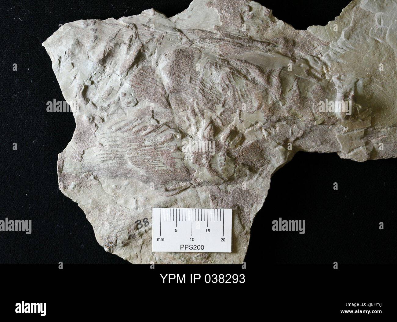 Cruziana pectinata Seilacher Stock Photo - Alamy