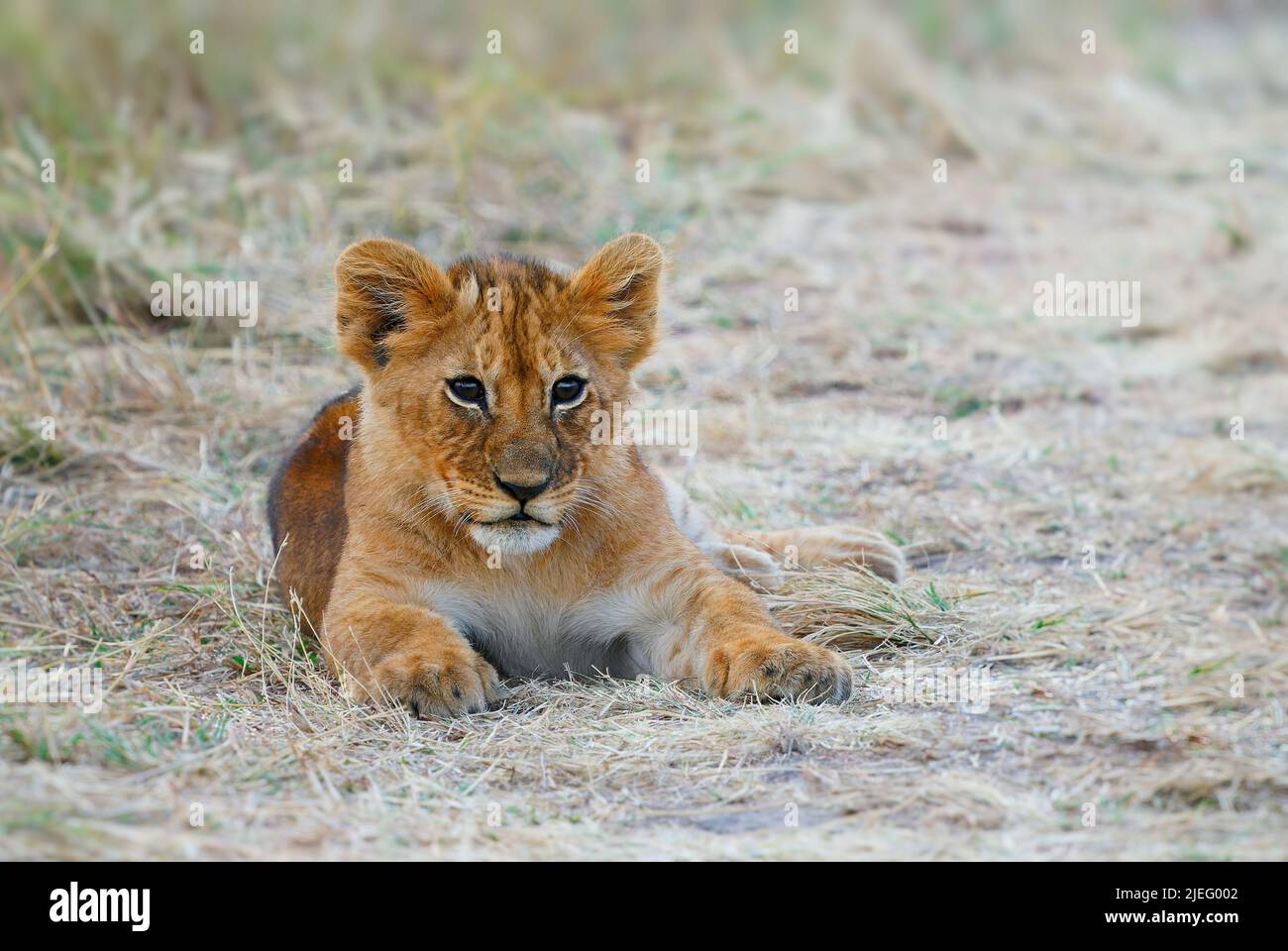 Lion kittens play in the bush in Masai Mara National Park in Kenya ...
