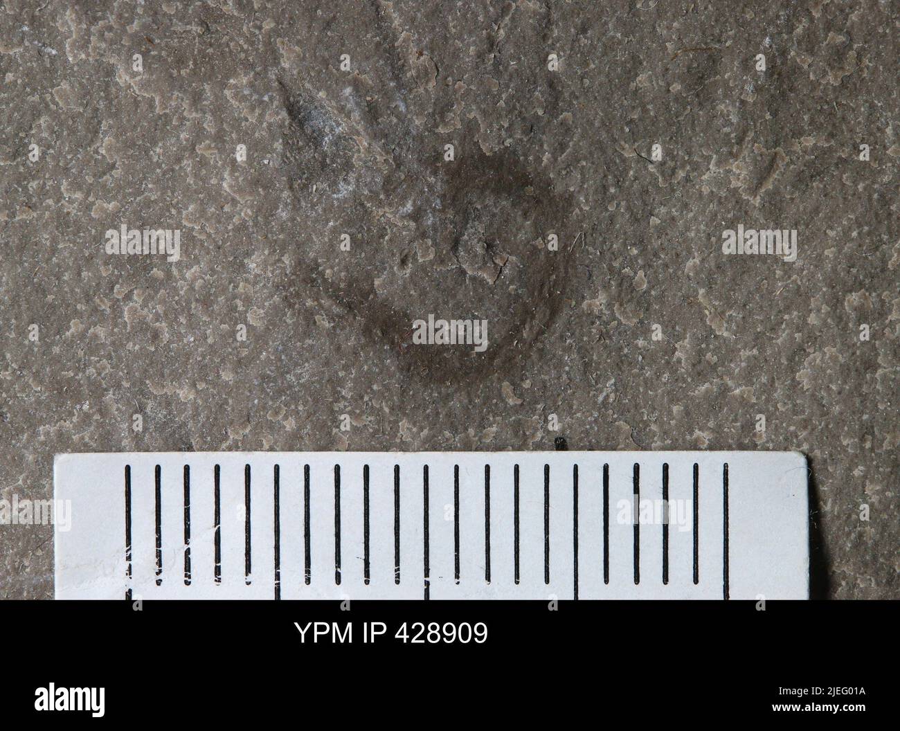 Undet polychaeta animalia hi-res stock photography and images - Alamy