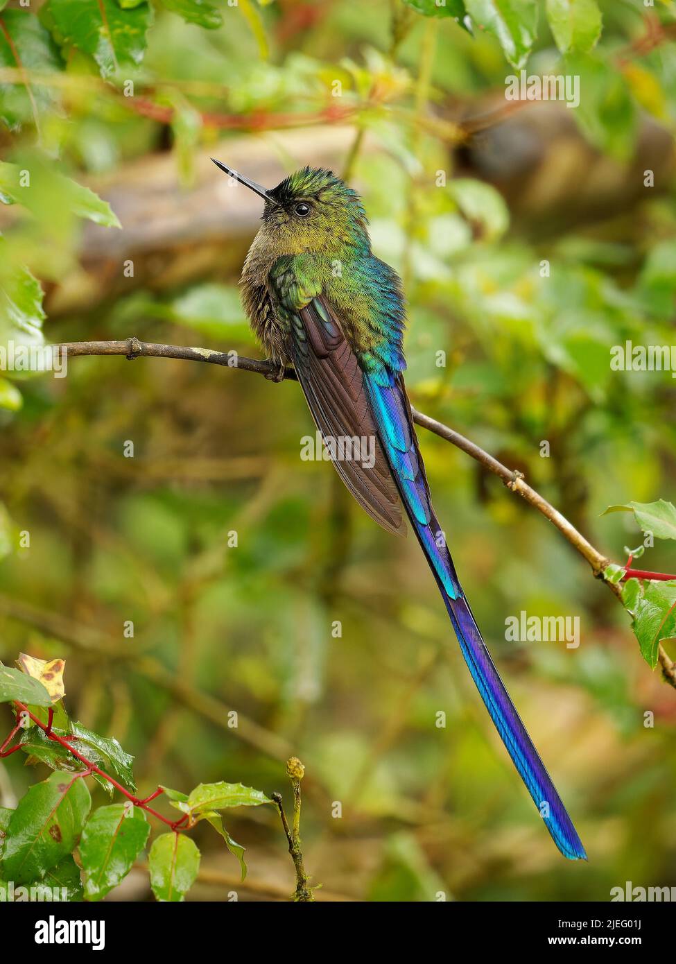Blue green hummingbird hi-res stock photography and images - Alamy
