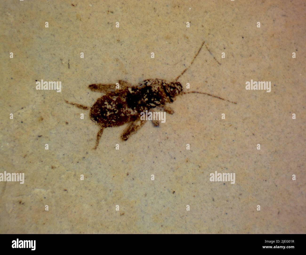 Undet pterygota animalia hi-res stock photography and images - Alamy