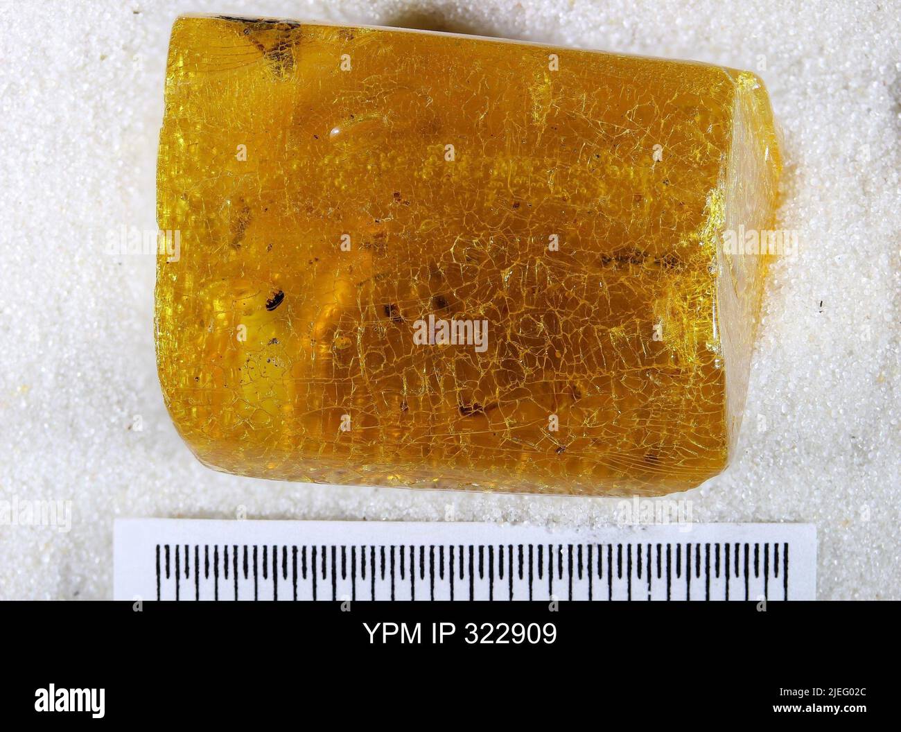 Undet araneae animalia hi-res stock photography and images - Alamy