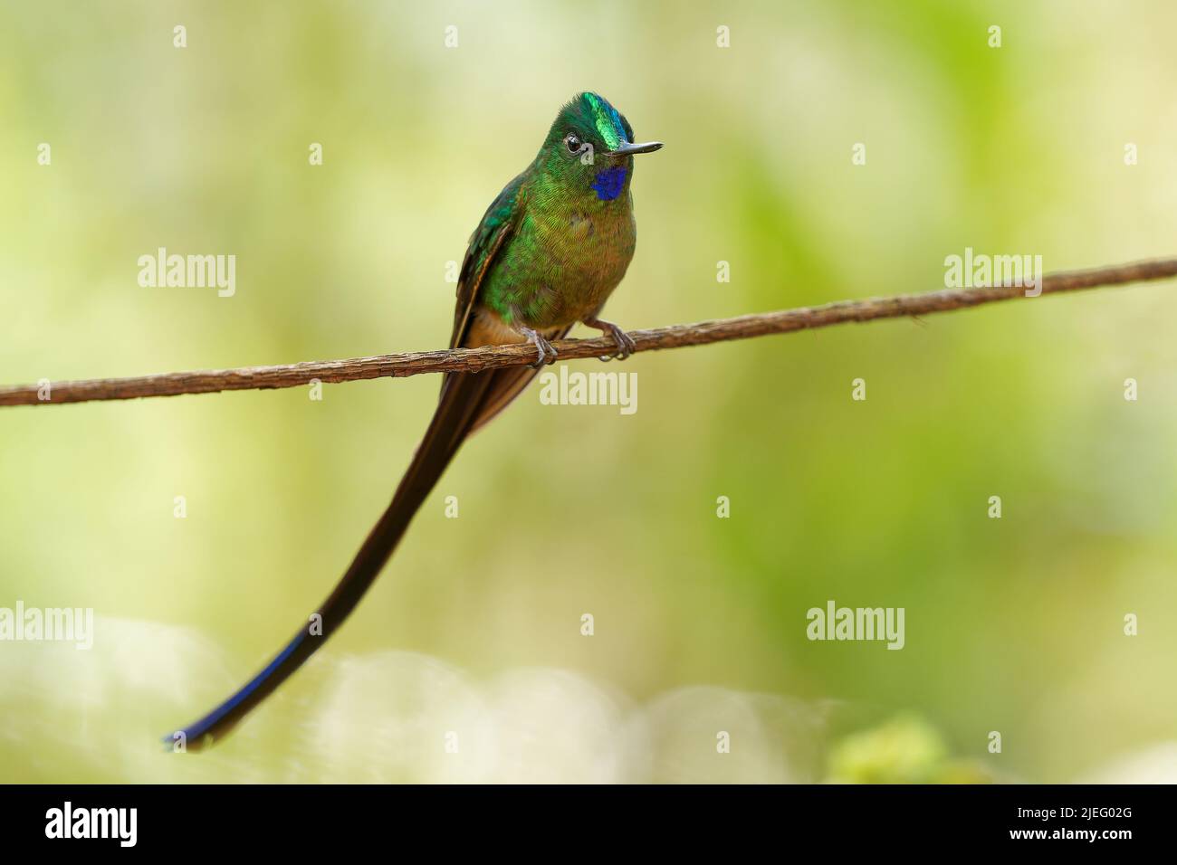 Male long tailed sylph hummingbird ecuador hi-res stock photography and ...