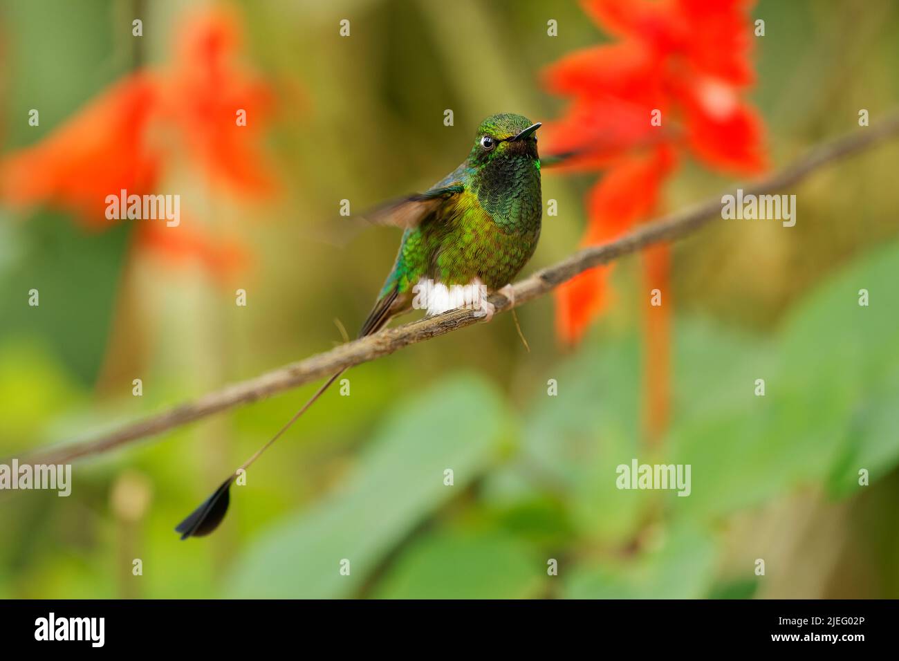Green racket tail hi-res stock photography and images - Alamy