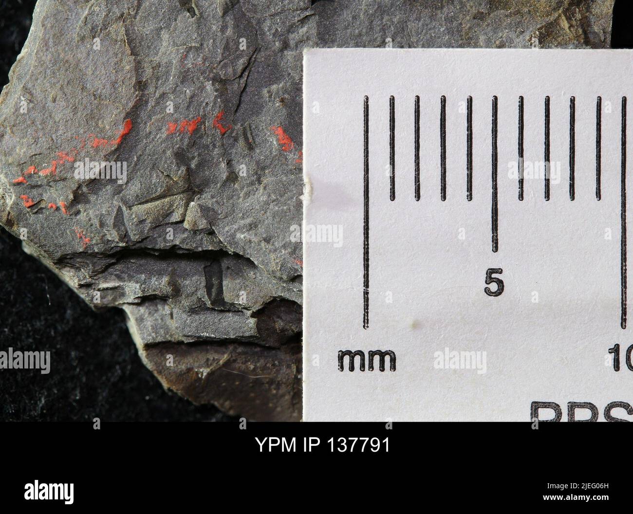 Eocystites primaevus animalia hi-res stock photography and images - Alamy