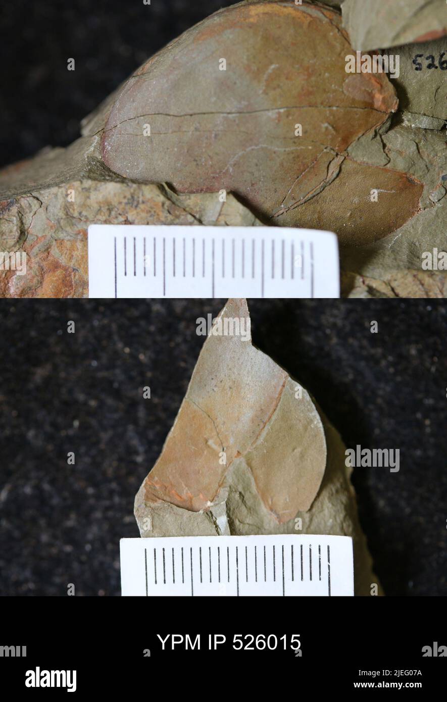 Xiphosura hi-res stock photography and images - Alamy