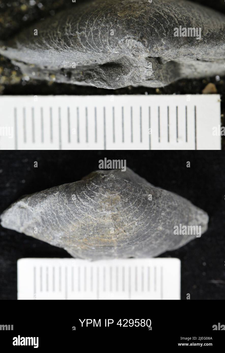 Athyris spiriferoides Eaton Stock Photo - Alamy