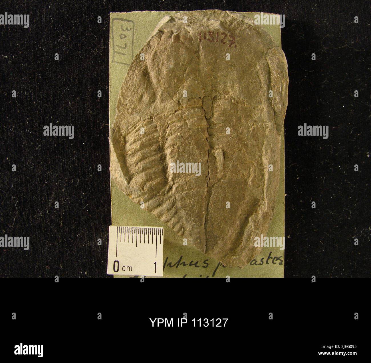 Asaphus hi-res stock photography and images - Alamy