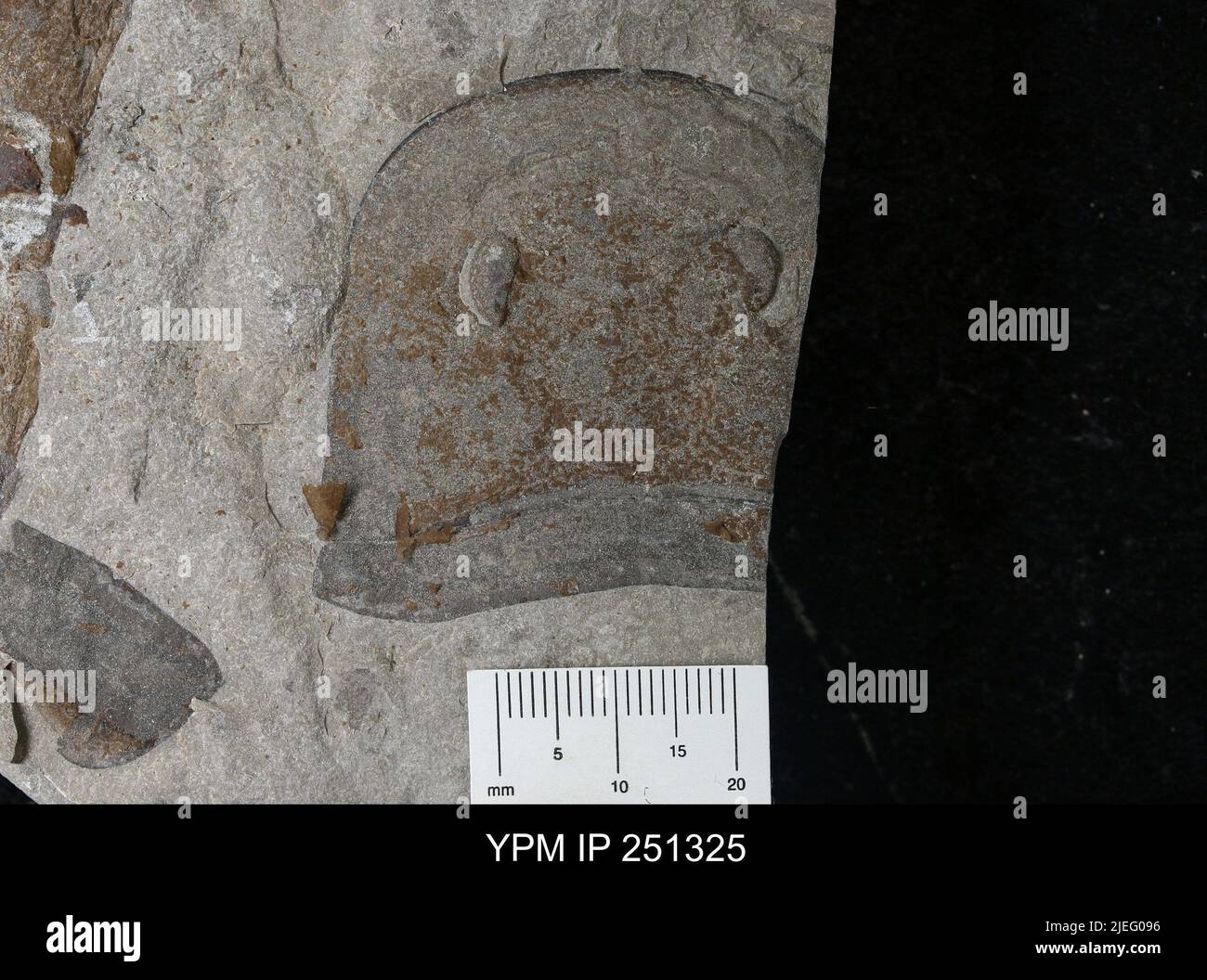 Ancient marine predators hi-res stock photography and images - Alamy