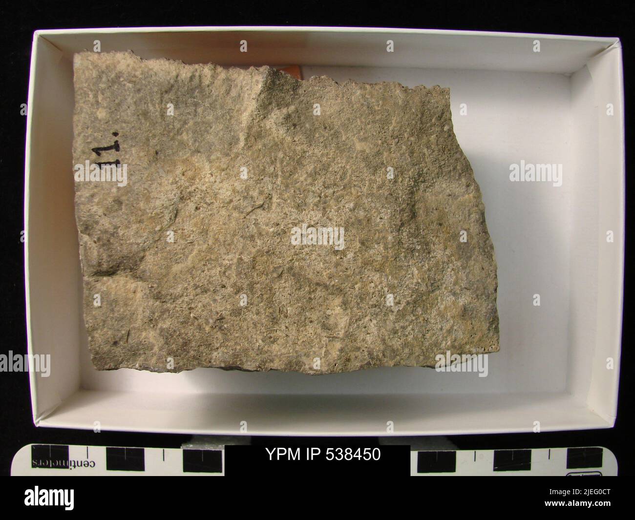 Foraminifera forams hi-res stock photography and images - Alamy