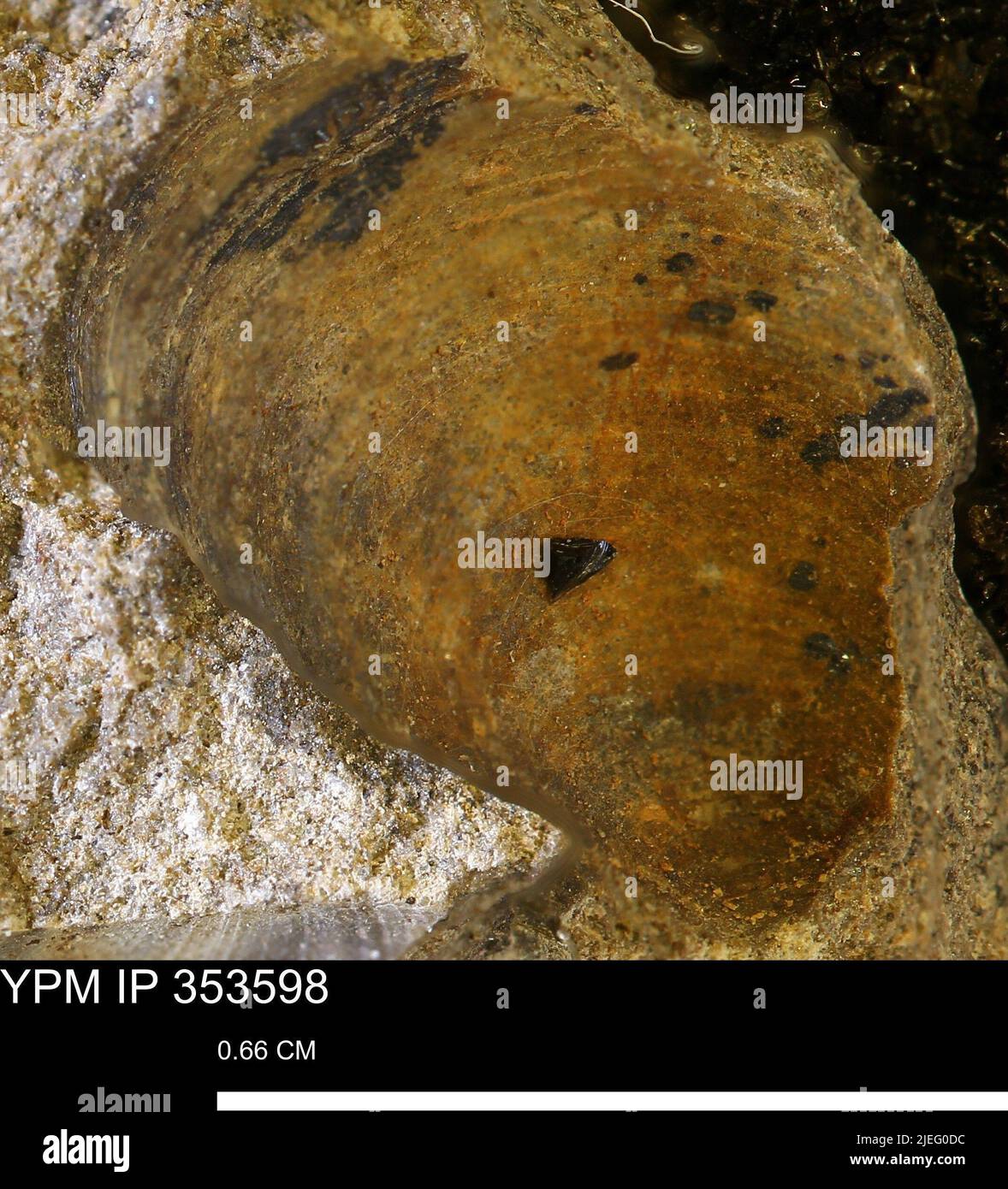 Limopsis striatopunctatus Evans & Schumard Stock Photo - Alamy