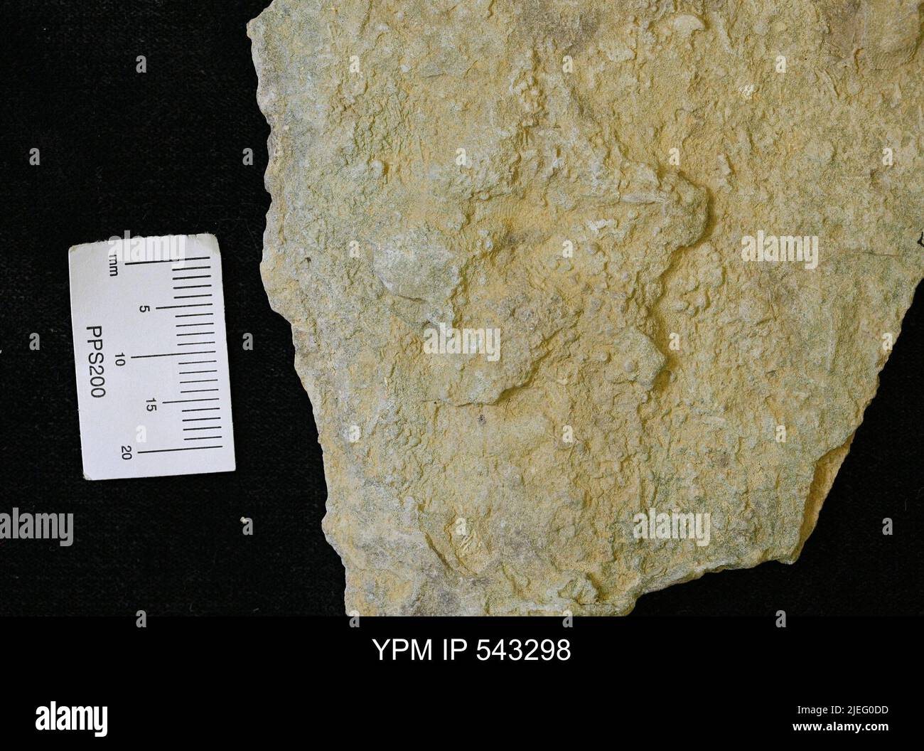 Ichnofossil invertebrate ichno hi-res stock photography and images - Alamy