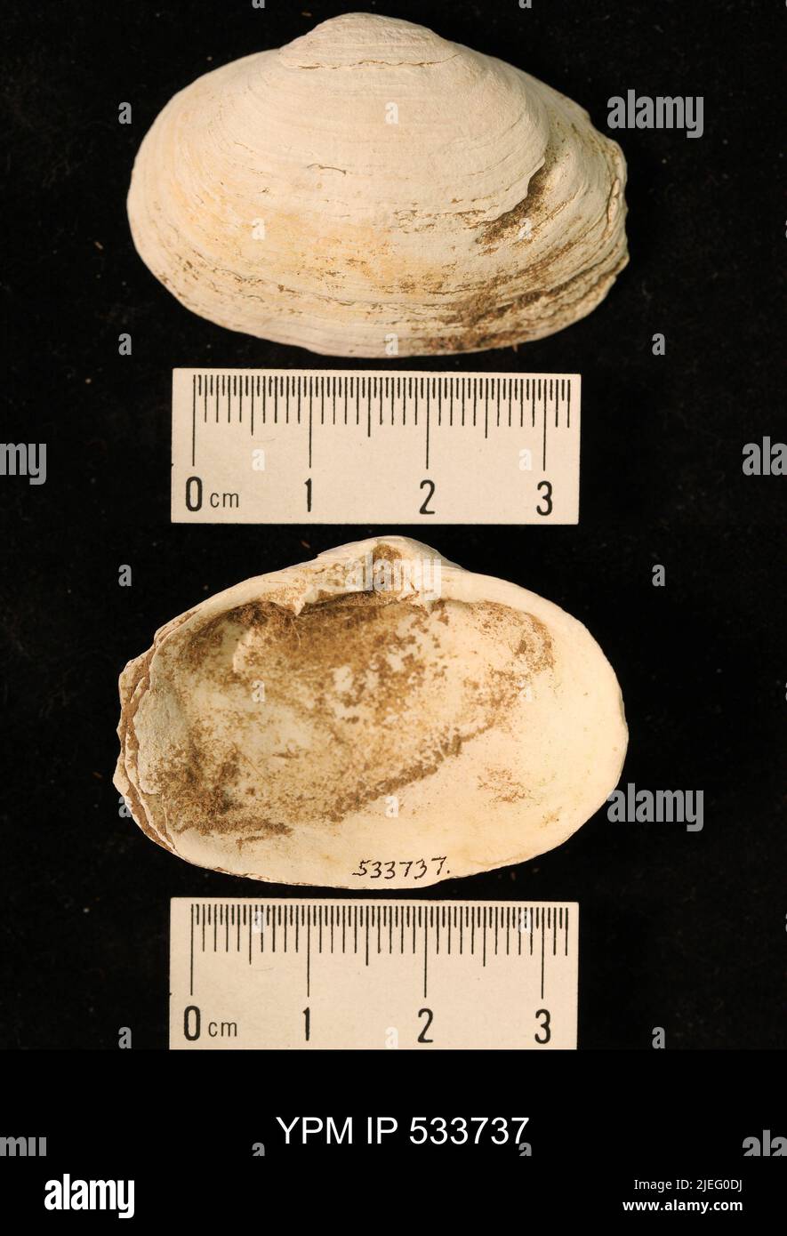Mya arenaria Linnaeus, 1758 Stock Photo - Alamy