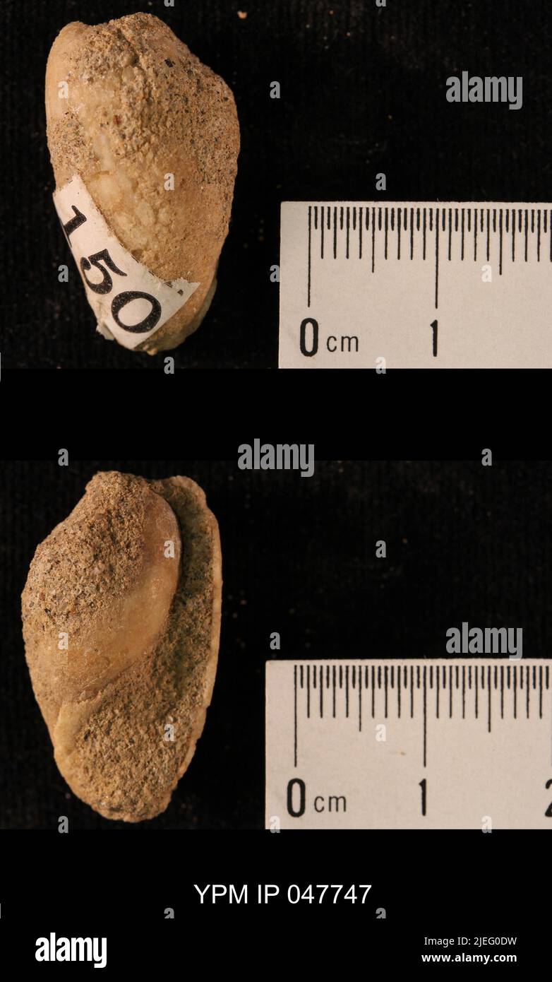 Bulla sp animalia hi-res stock photography and images - Alamy