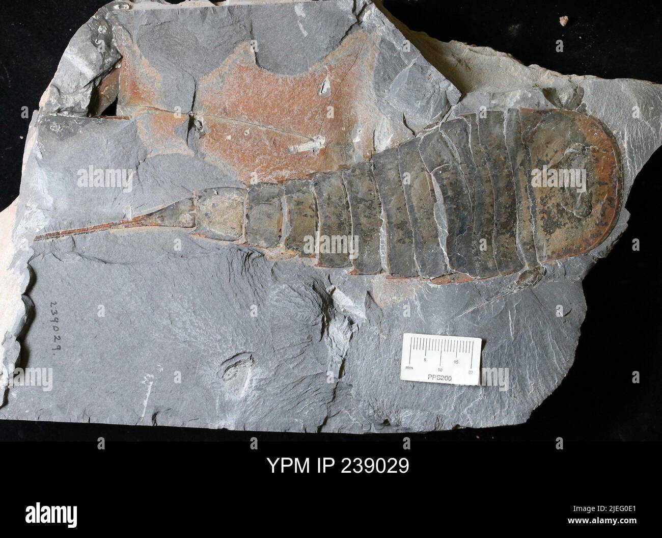 Eurypterus pittsfordensis Sarle Stock Photo - Alamy