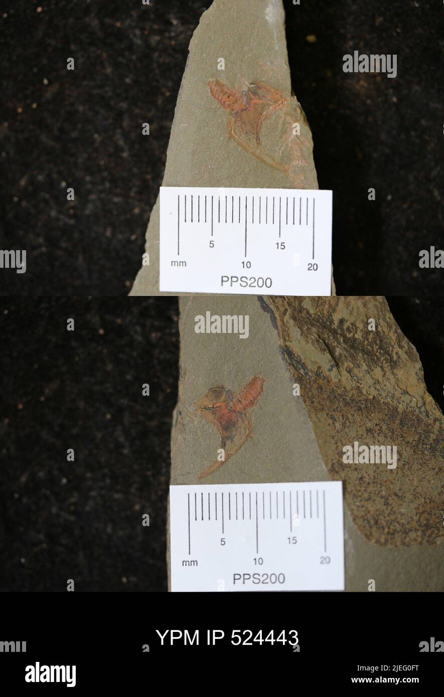 Cothurnocystis sp animalia hi-res stock photography and images - Alamy