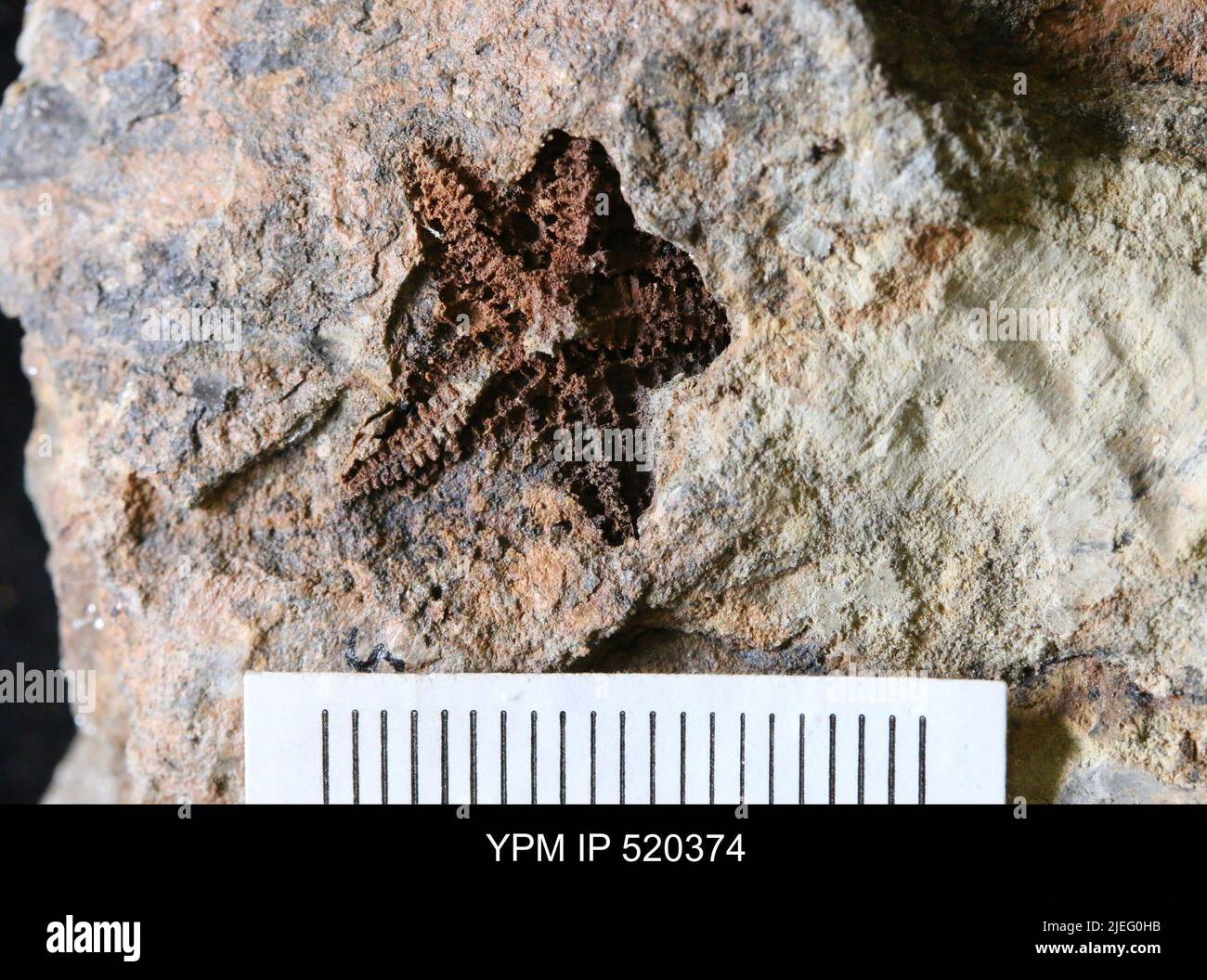 Asteroidea class hi-res stock photography and images - Alamy