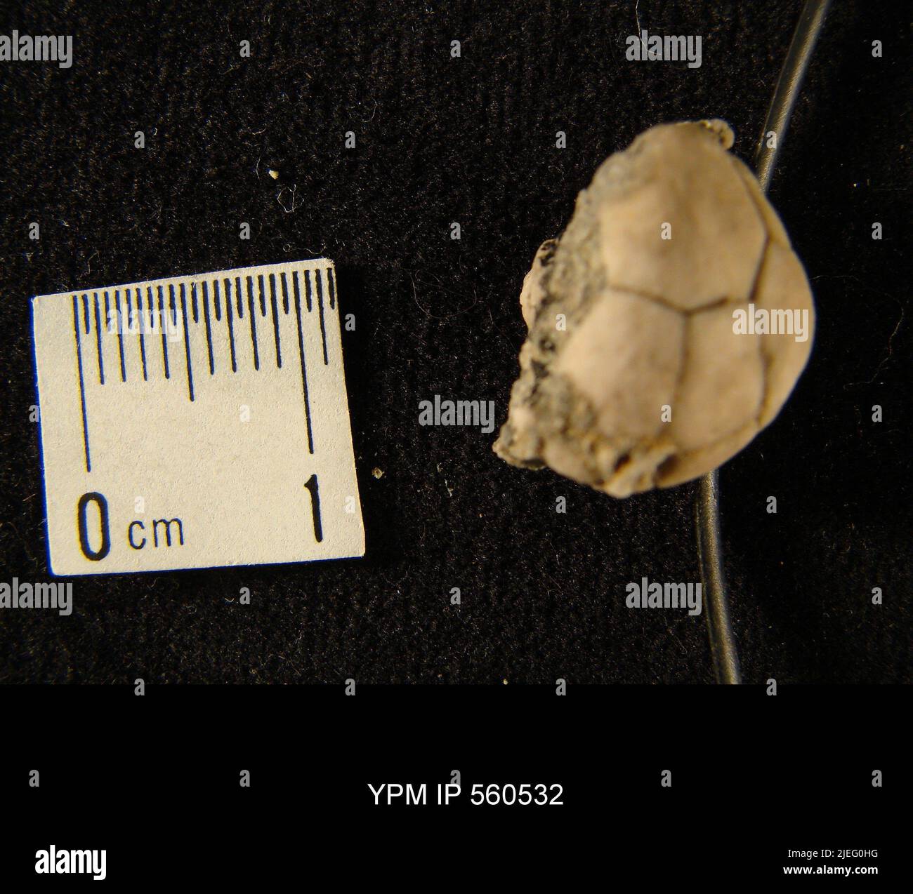 Crinoidea deep hi-res stock photography and images - Alamy