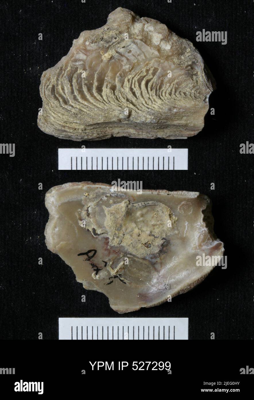 Gryphaea mucronata gabb animalia hi-res stock photography and images ...