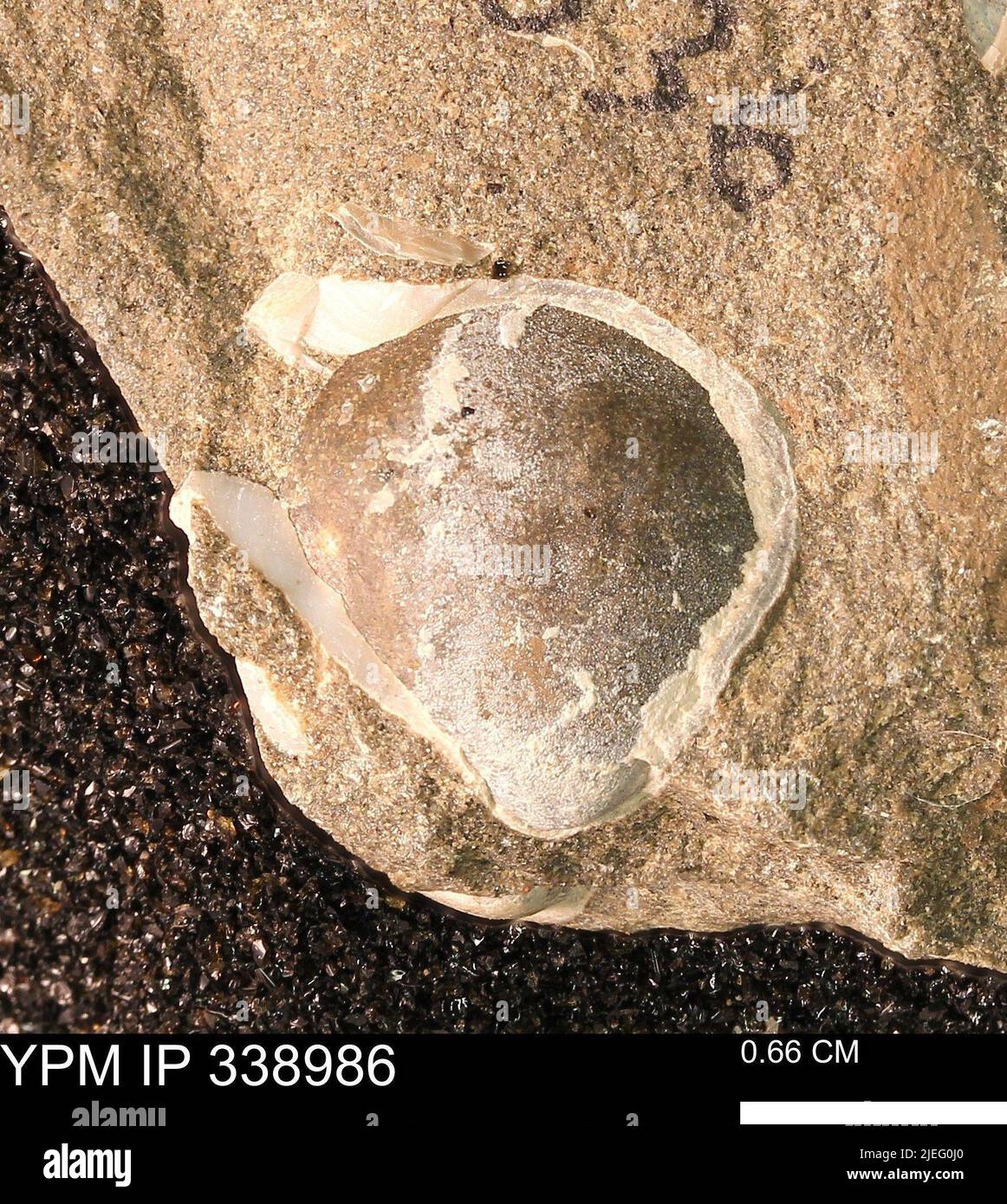 Bivalvia morphology hi-res stock photography and images - Alamy