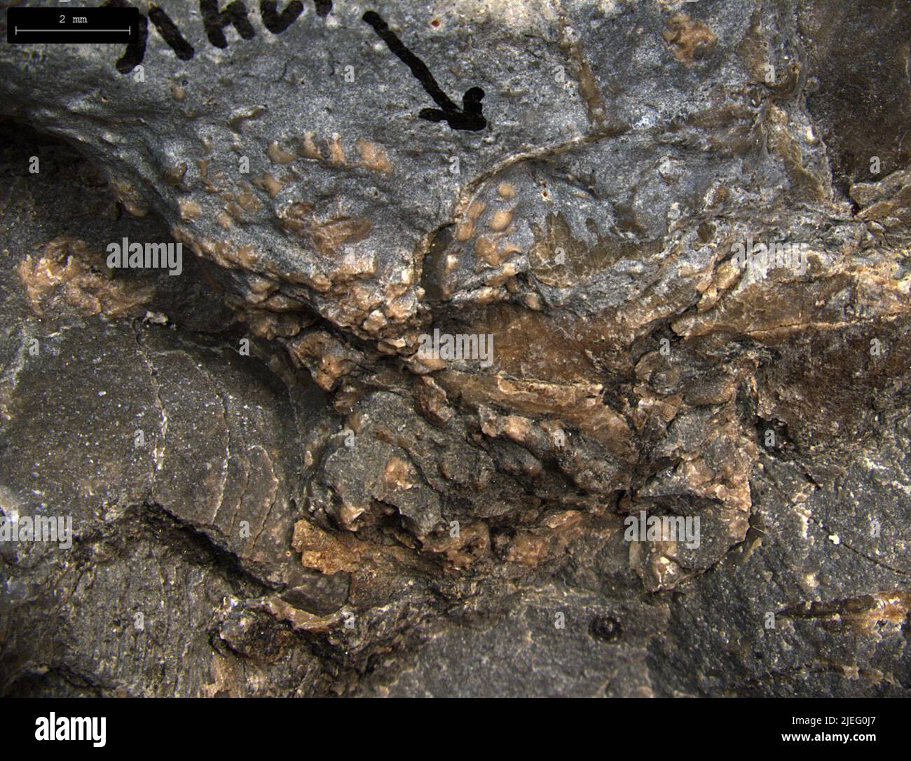 1874 animalia hi-res stock photography and images - Alamy