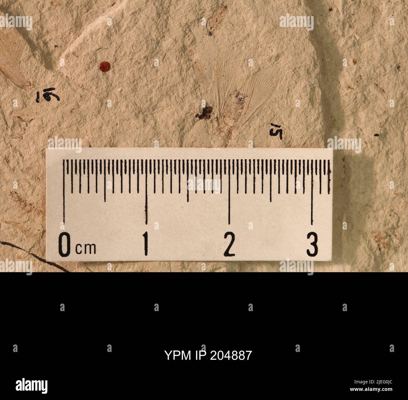 Order blattaria hi-res stock photography and images - Alamy