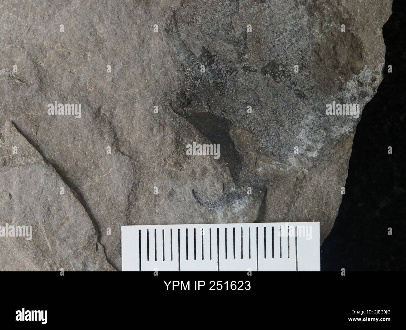 Cooksonia plants hi-res stock photography and images - Alamy