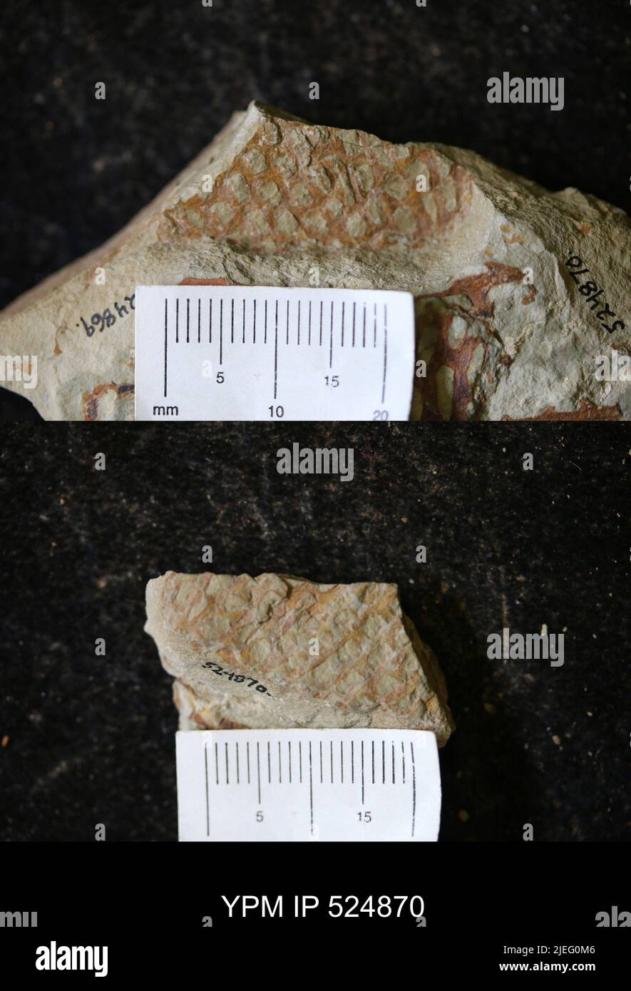 Dendroidea hi-res stock photography and images - Alamy