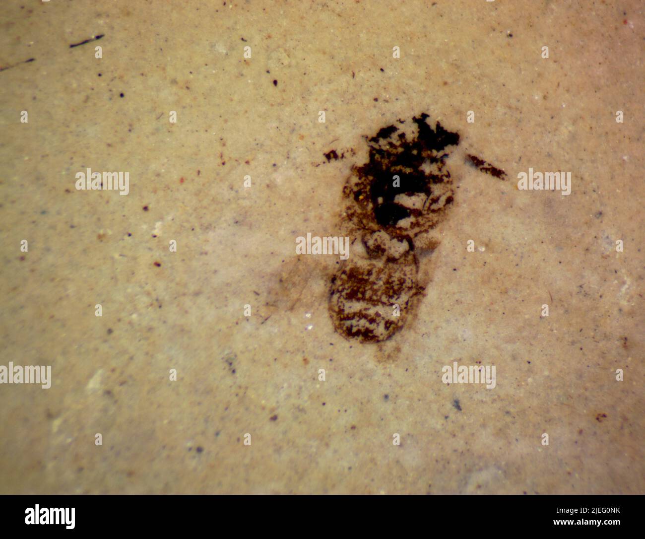 Undet pterygota animalia hi-res stock photography and images - Alamy
