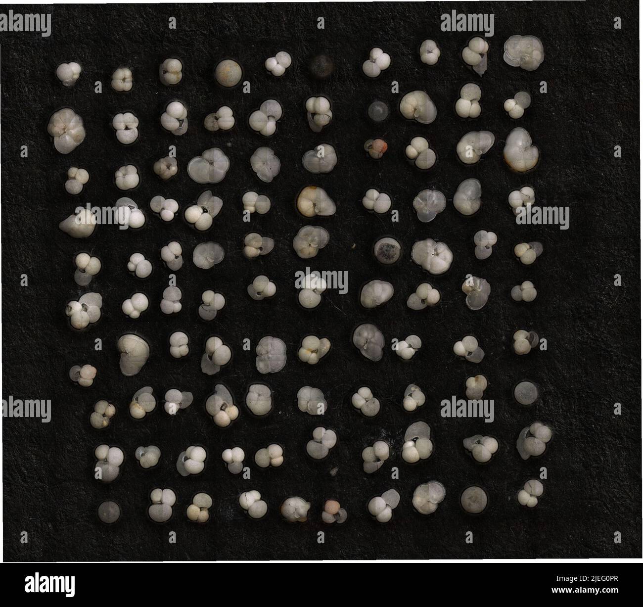 Globigerinoides ruber (d'Orbigny, 1839 Stock Photo - Alamy