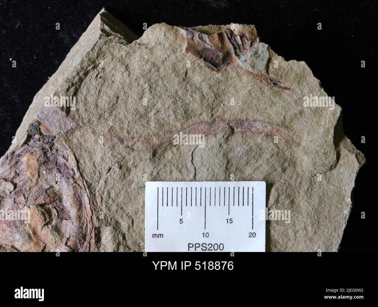 Undet ichnofossil ichnofossil ichnofossils hi-res stock photography and ...
