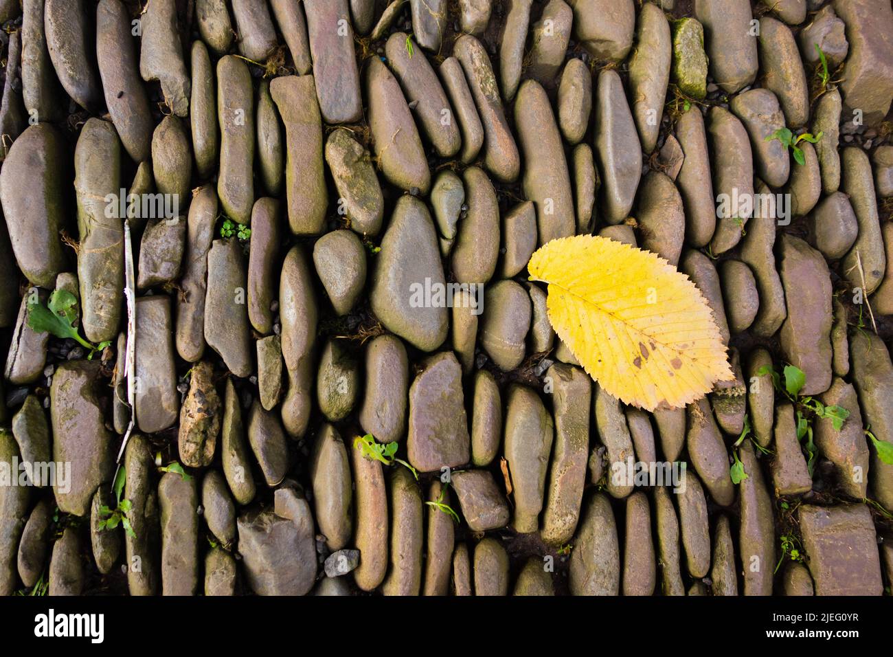 textured traditional cobblestone path with single autumn leaf Stock ...