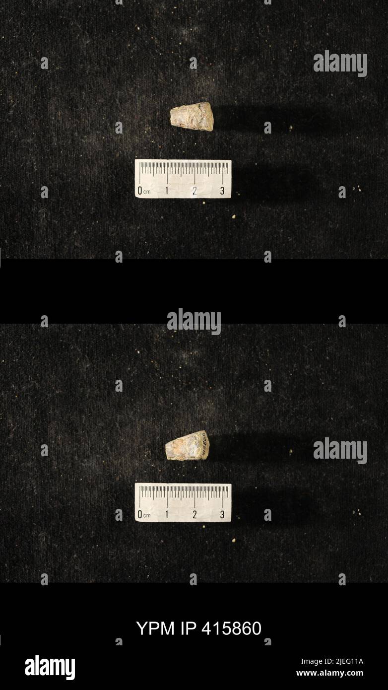 Conularia hi-res stock photography and images - Alamy