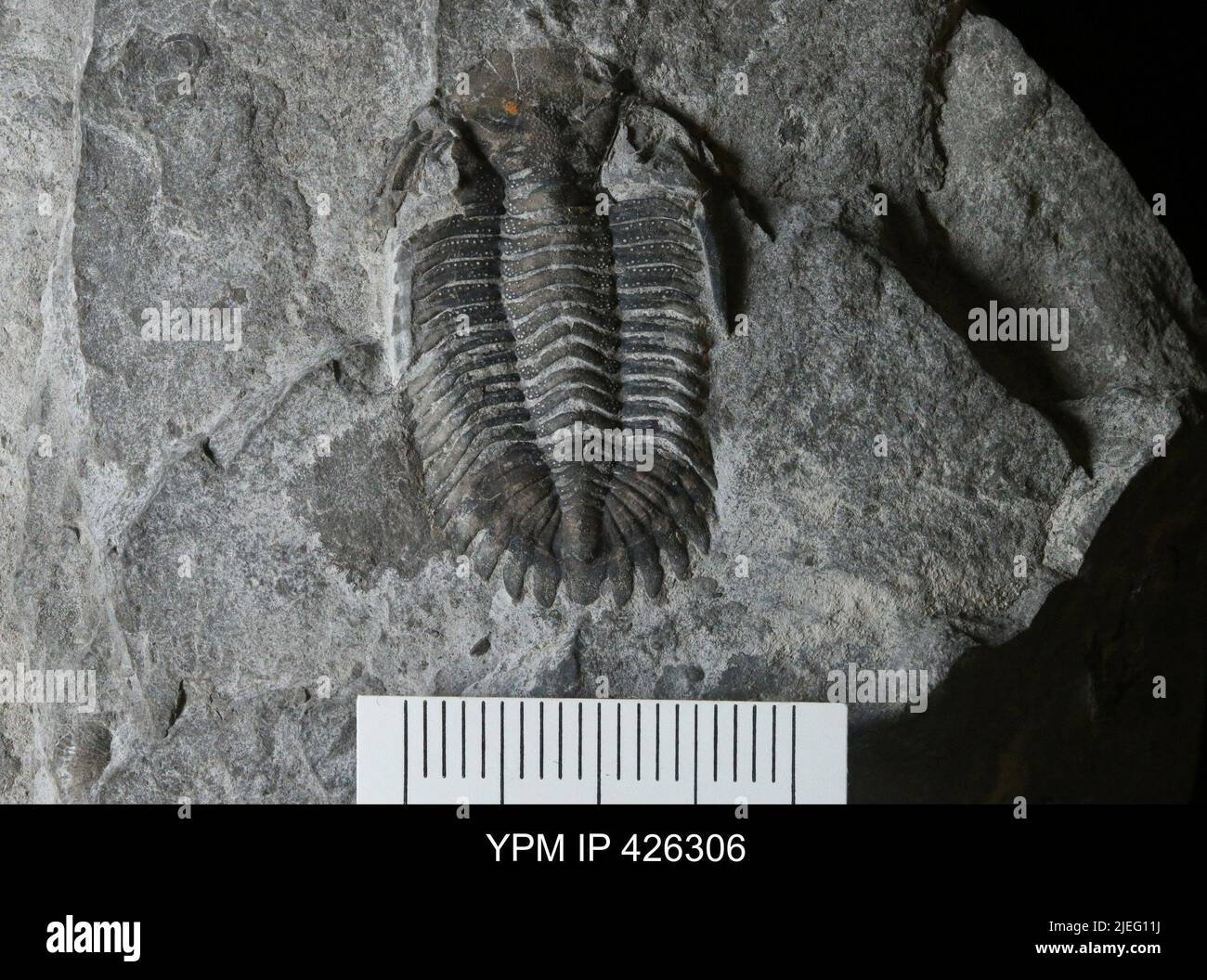 Greenops sp animalia hi-res stock photography and images - Alamy