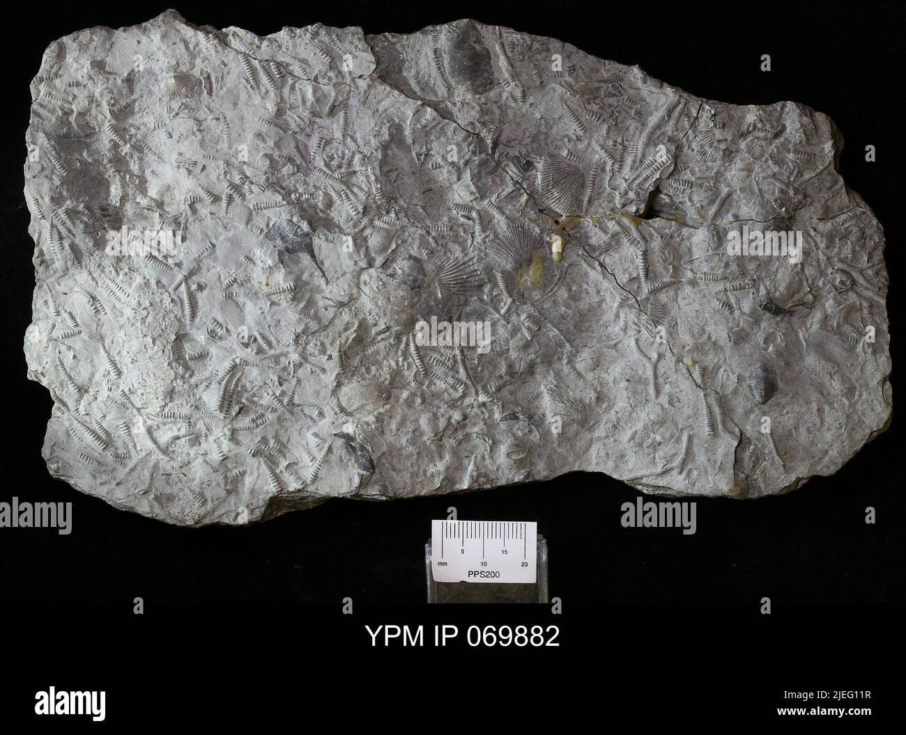 1874 animalia hi-res stock photography and images - Alamy