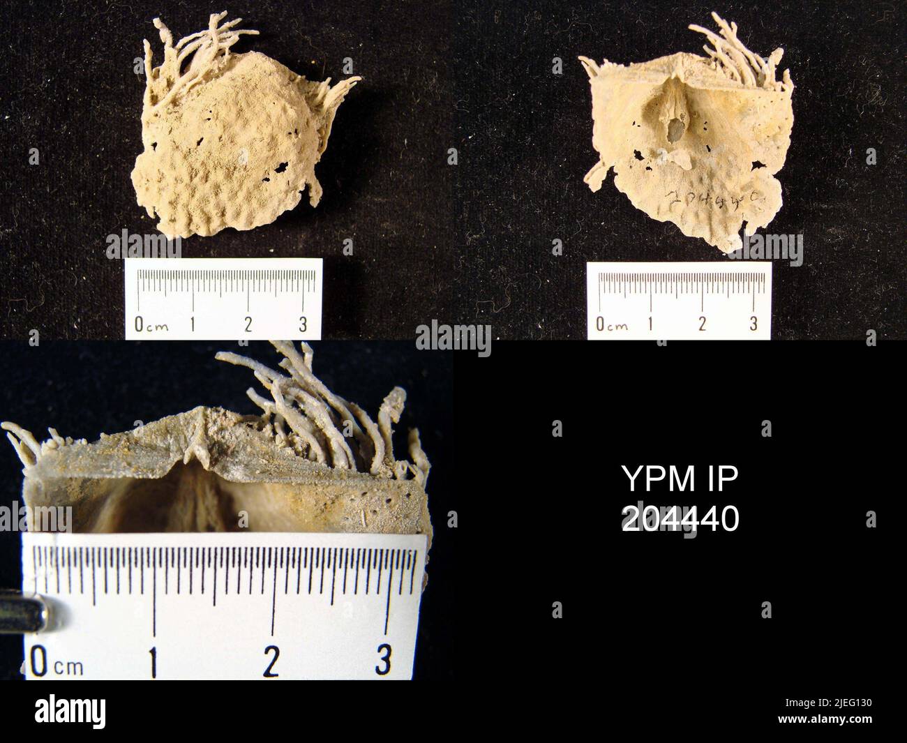 Echinosteges tuberculatus King, 1931 Stock Photo - Alamy
