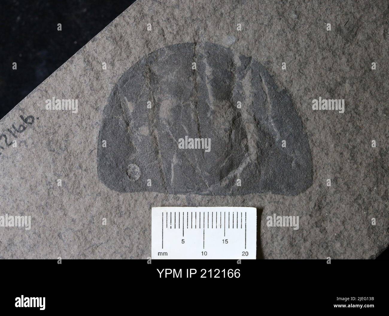 Erieopterus microphthalmus hall animalia hi-res stock photography and ...