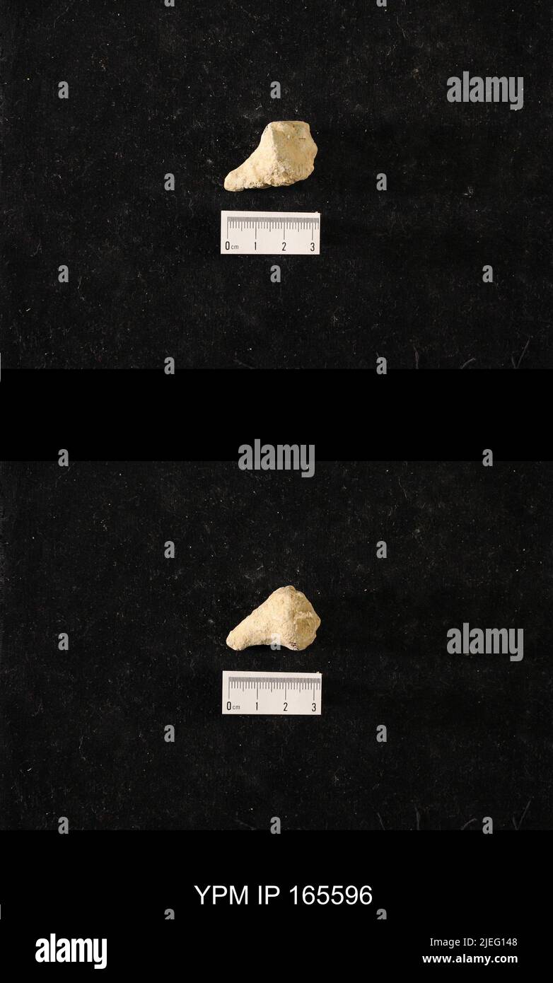 Spongia hi-res stock photography and images - Alamy