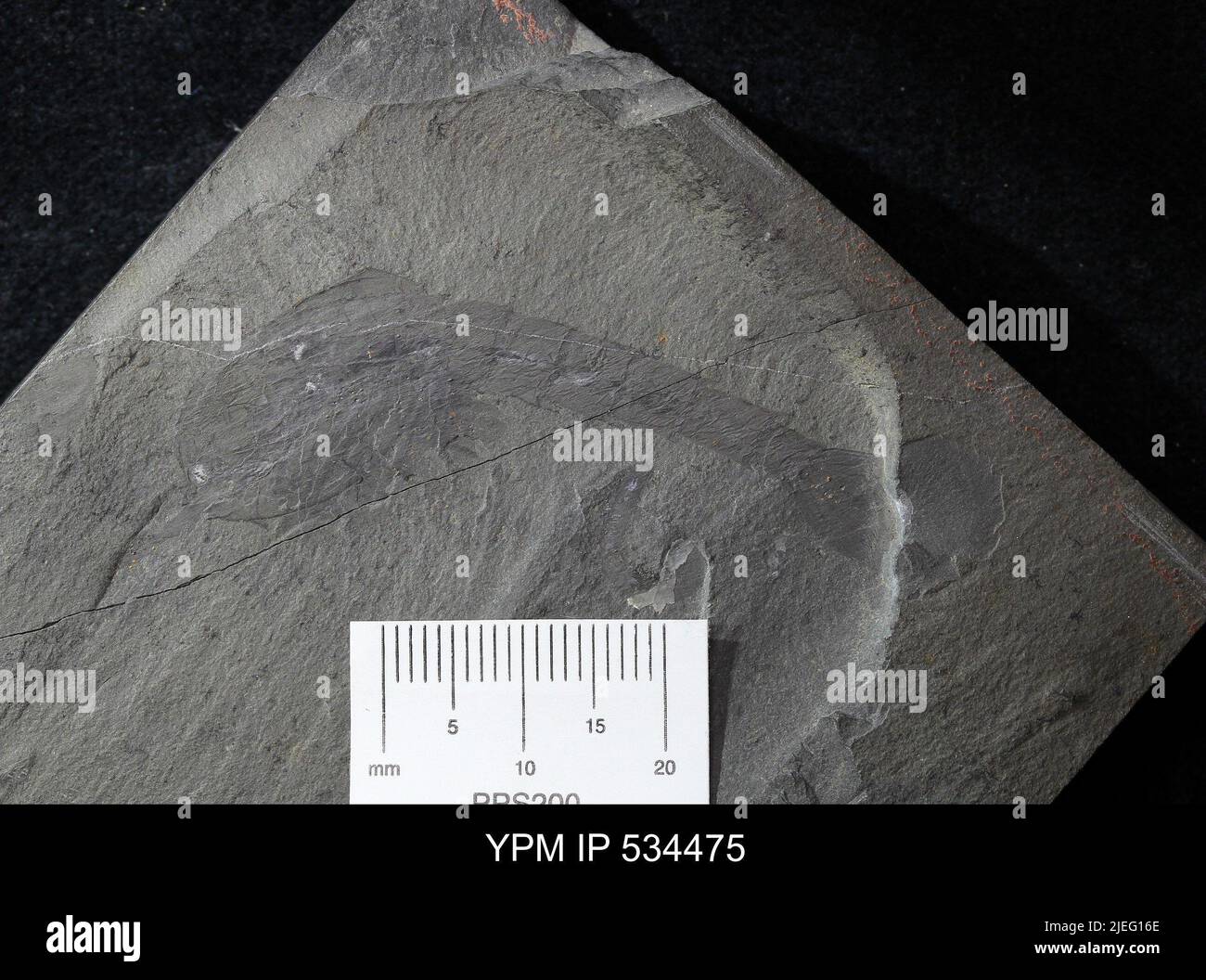 Waptia fieldensis hi-res stock photography and images - Alamy