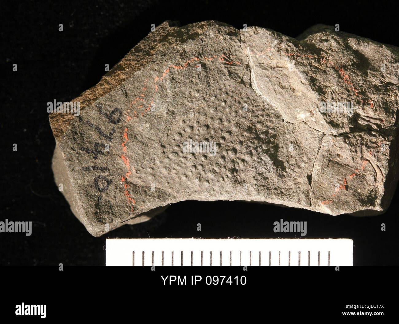 Praearcturus sp animalia hi-res stock photography and images - Alamy