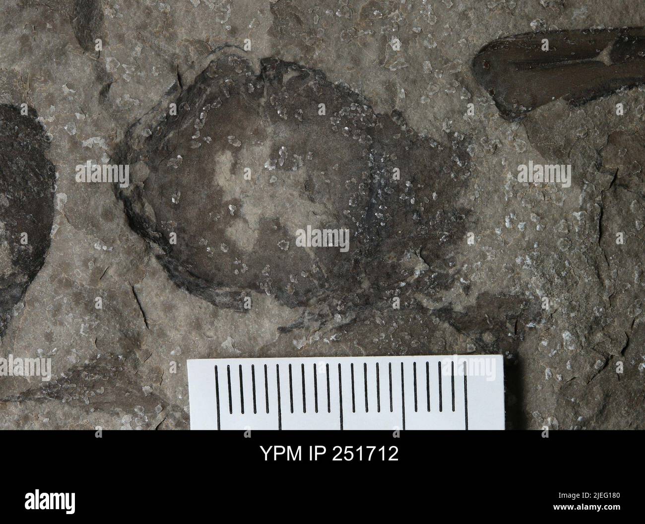 Cephalopod locomotion hi-res stock photography and images - Alamy