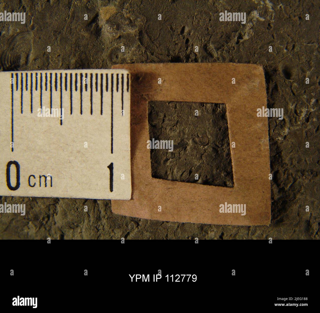 Cyclora hi-res stock photography and images - Alamy